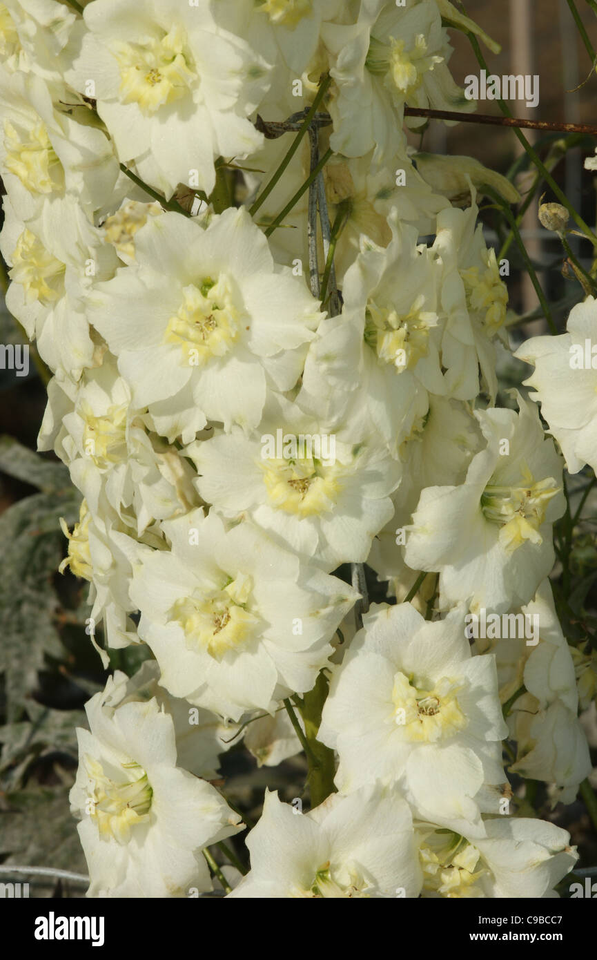 Delphinium 'Kennington Castle Yellow' Stock Photo - Alamy