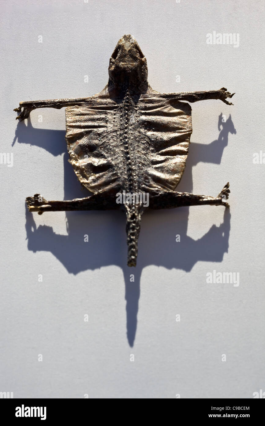 Dried lizard a food delicacy in Thailand - An example of the strange or ...