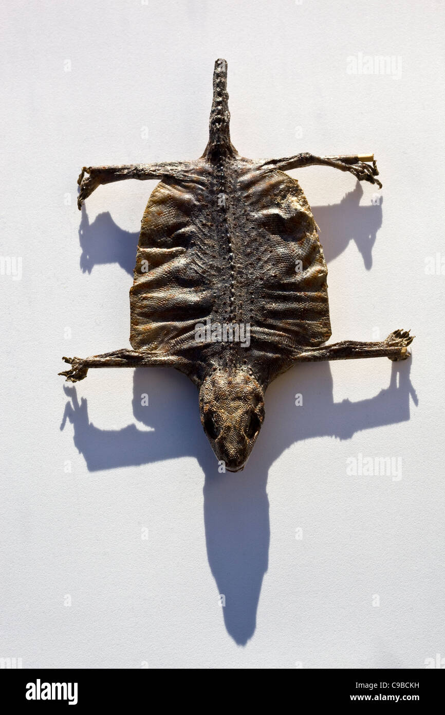 Dried Lizard and ingredient for medicinal soup in Thailand Stock Photo ...