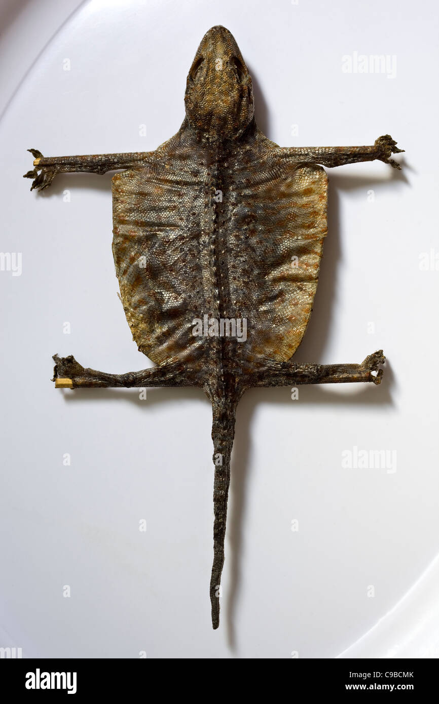 Dried Lizard and ingredient for medicinal soup in Thailand Stock Photo ...