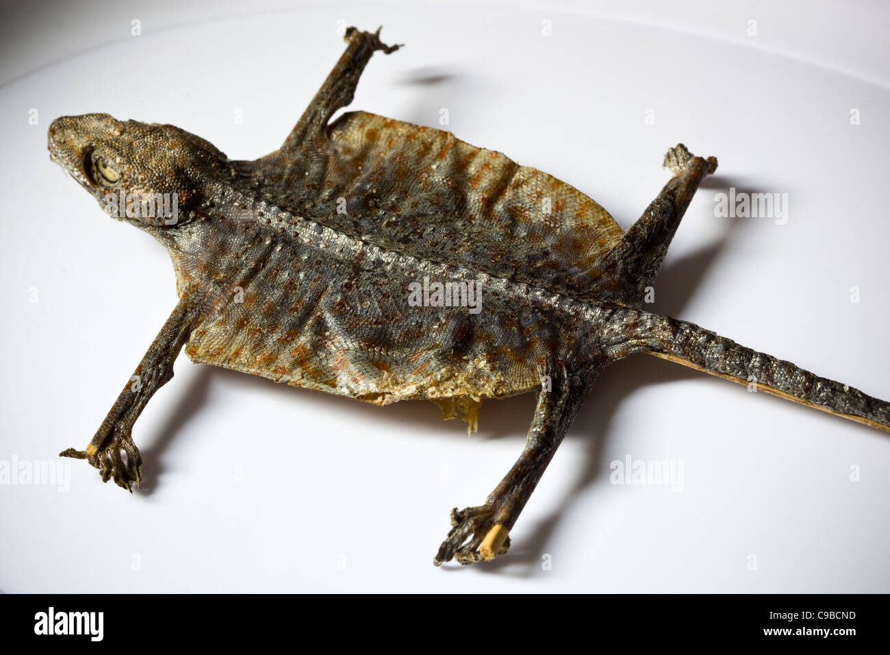 Dried Lizard sold as ingredient for medicinal soup - An example of the ...