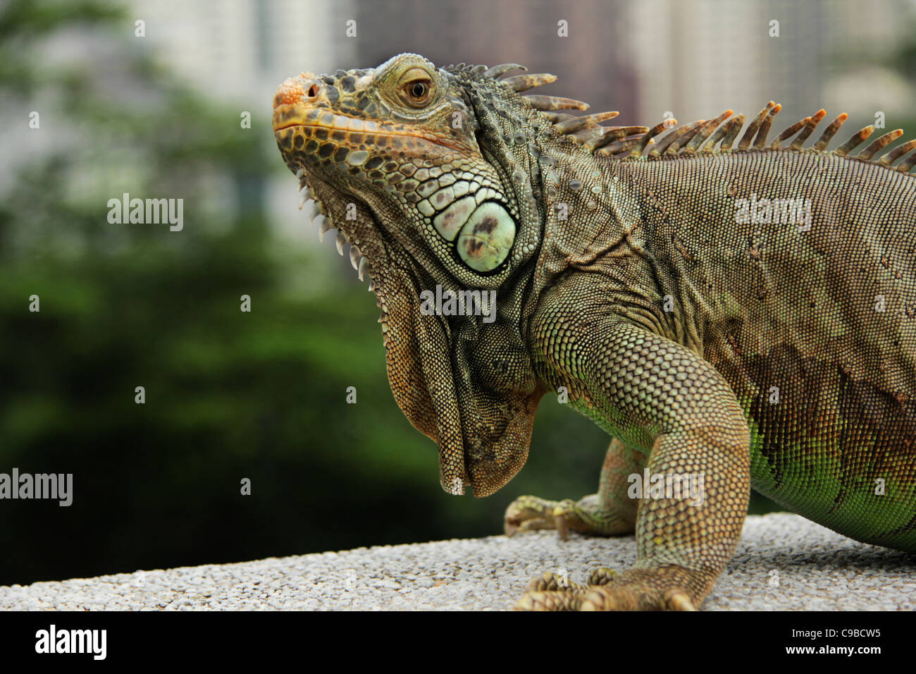 Wild Green Iguana Stock Photo - Alamy