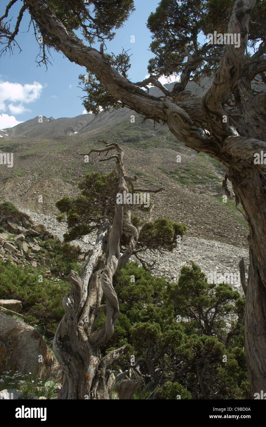 Archa tree hi-res stock photography and images - Alamy