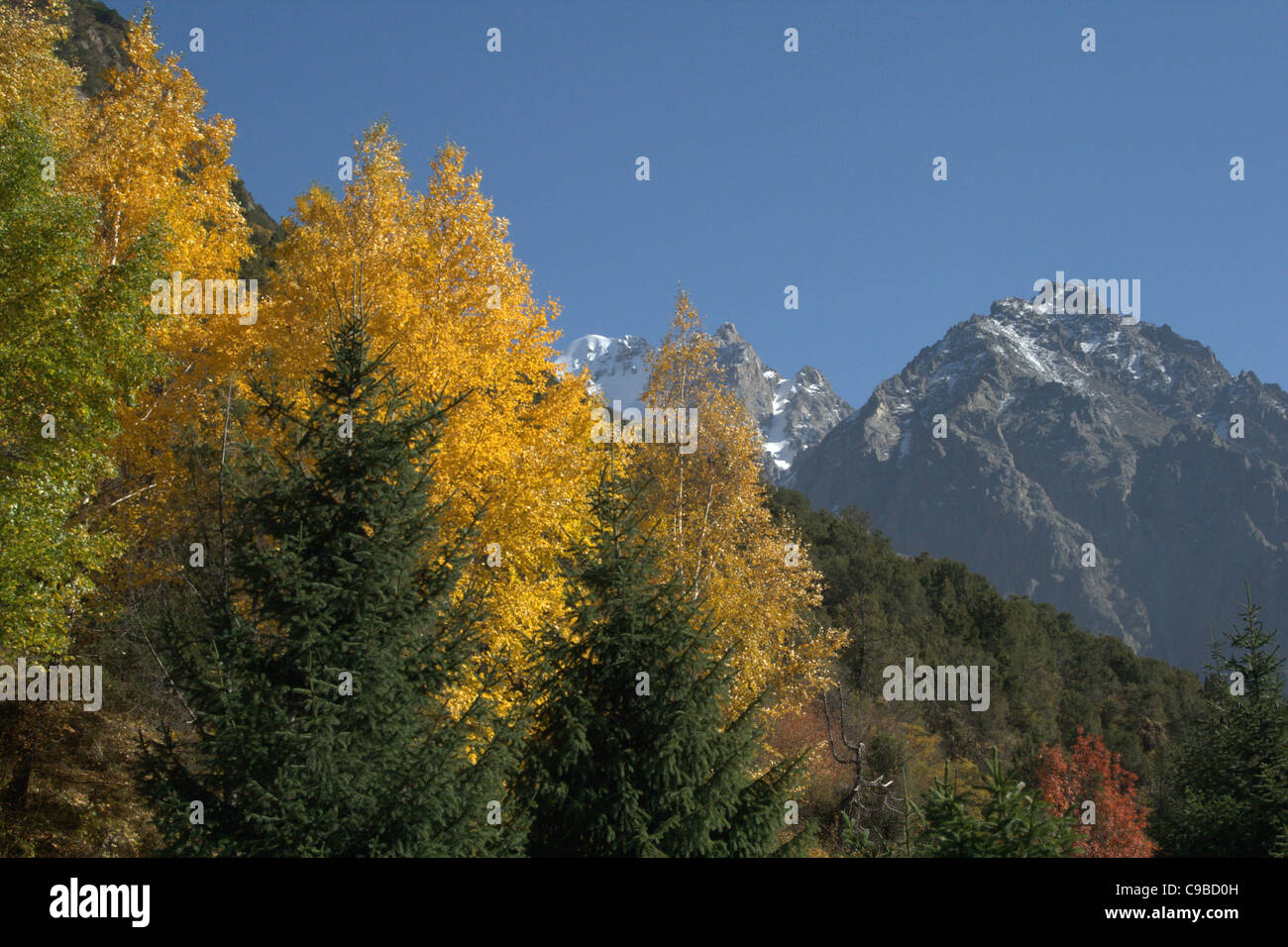 Archa tree hi-res stock photography and images - Alamy