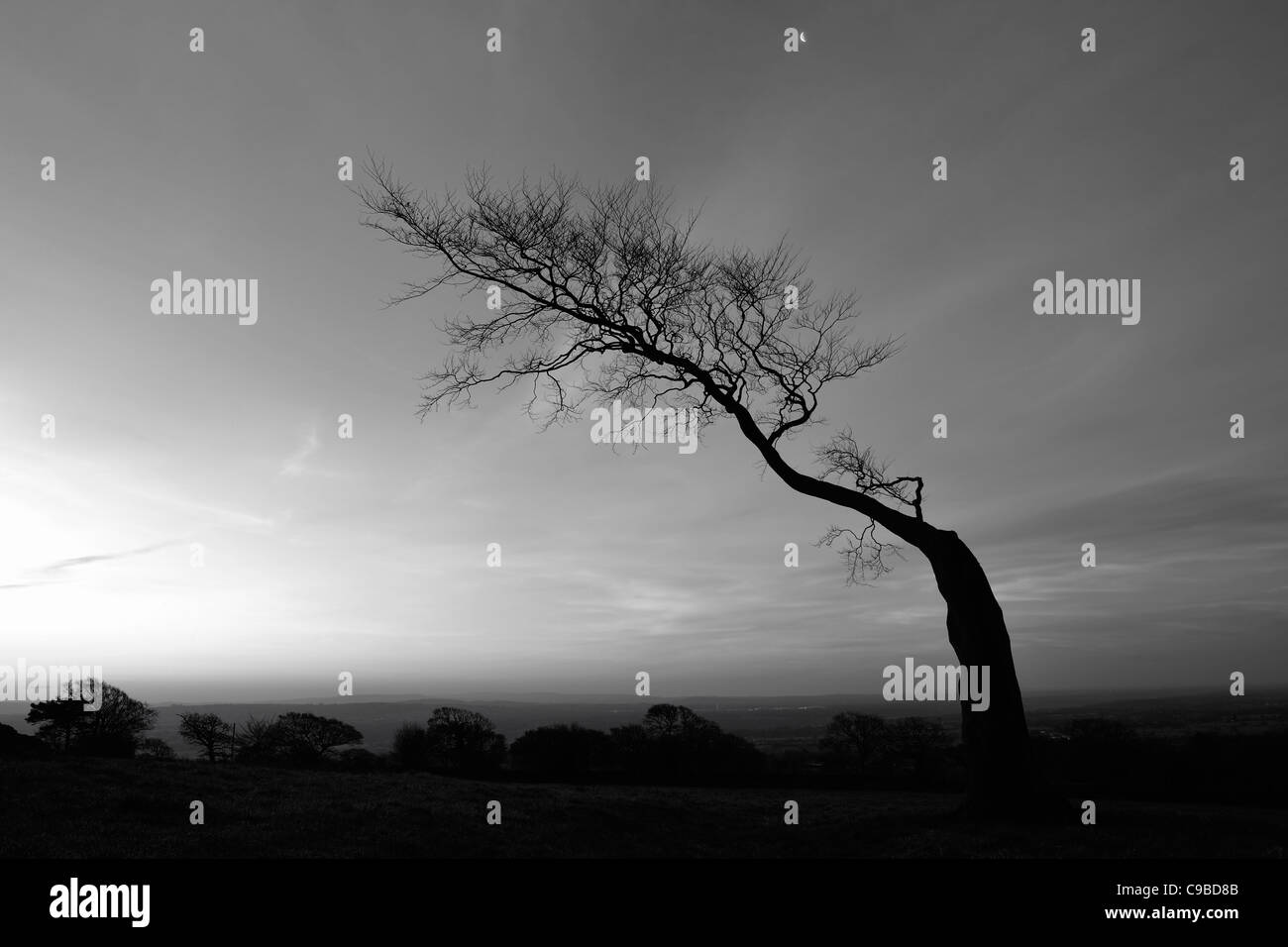 The twisted tree Black and White Stock Photos & Images - Alamy