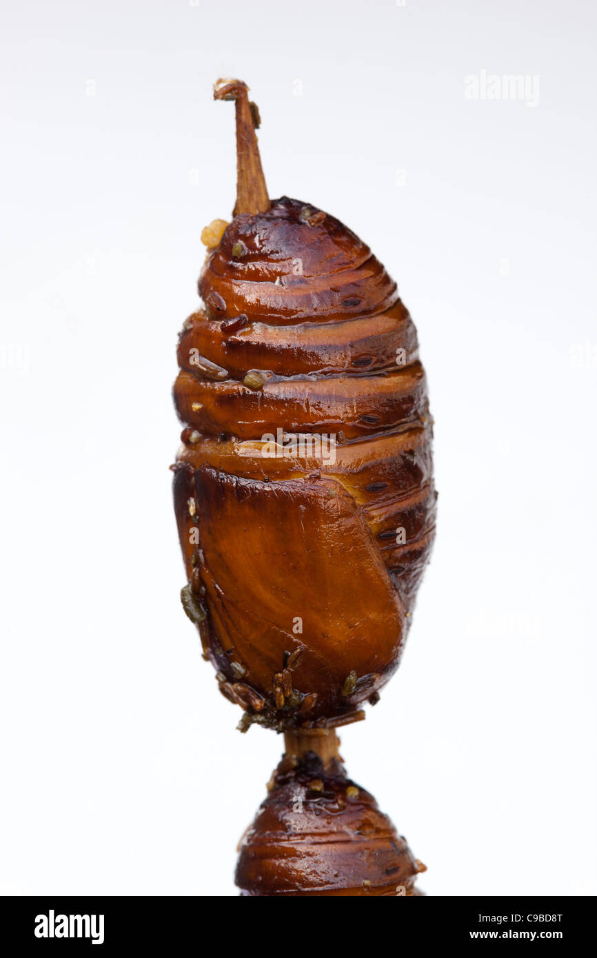 Cooked Silkworm Larvae at Wangfujing Street Food Night Market Beijing ...