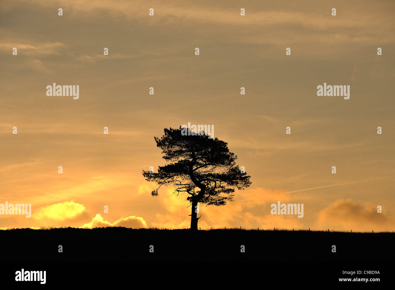 Fell tree hi-res stock photography and images - Alamy