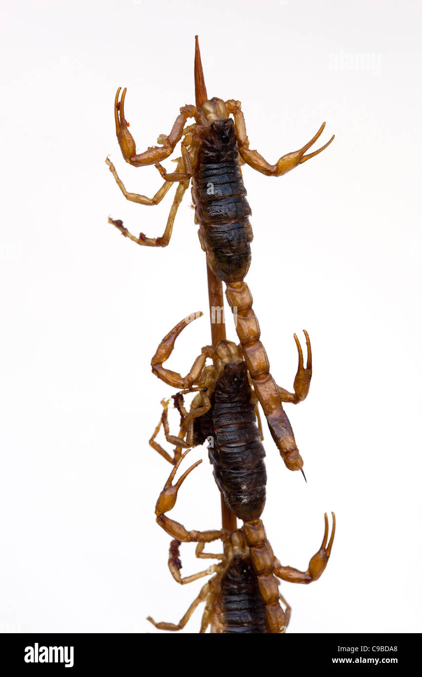 Cooked Scorpion as on sale in Beijing and other parts of Asia - An ...