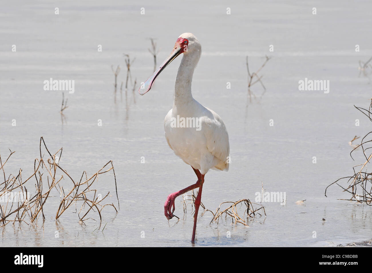 African spoonbill bird hi-res stock photography and images - Alamy