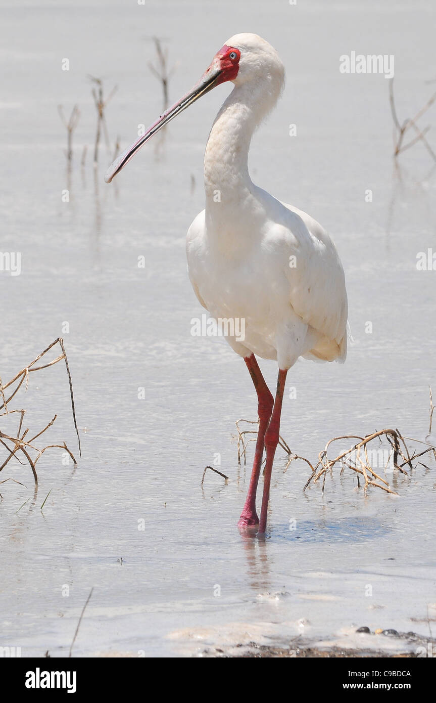 African spoonbill bird hi-res stock photography and images - Alamy