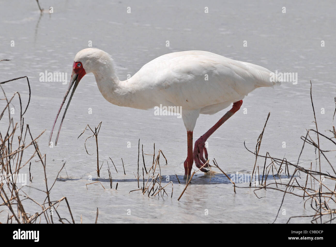 Spoonbill hunting hi-res stock photography and images - Alamy