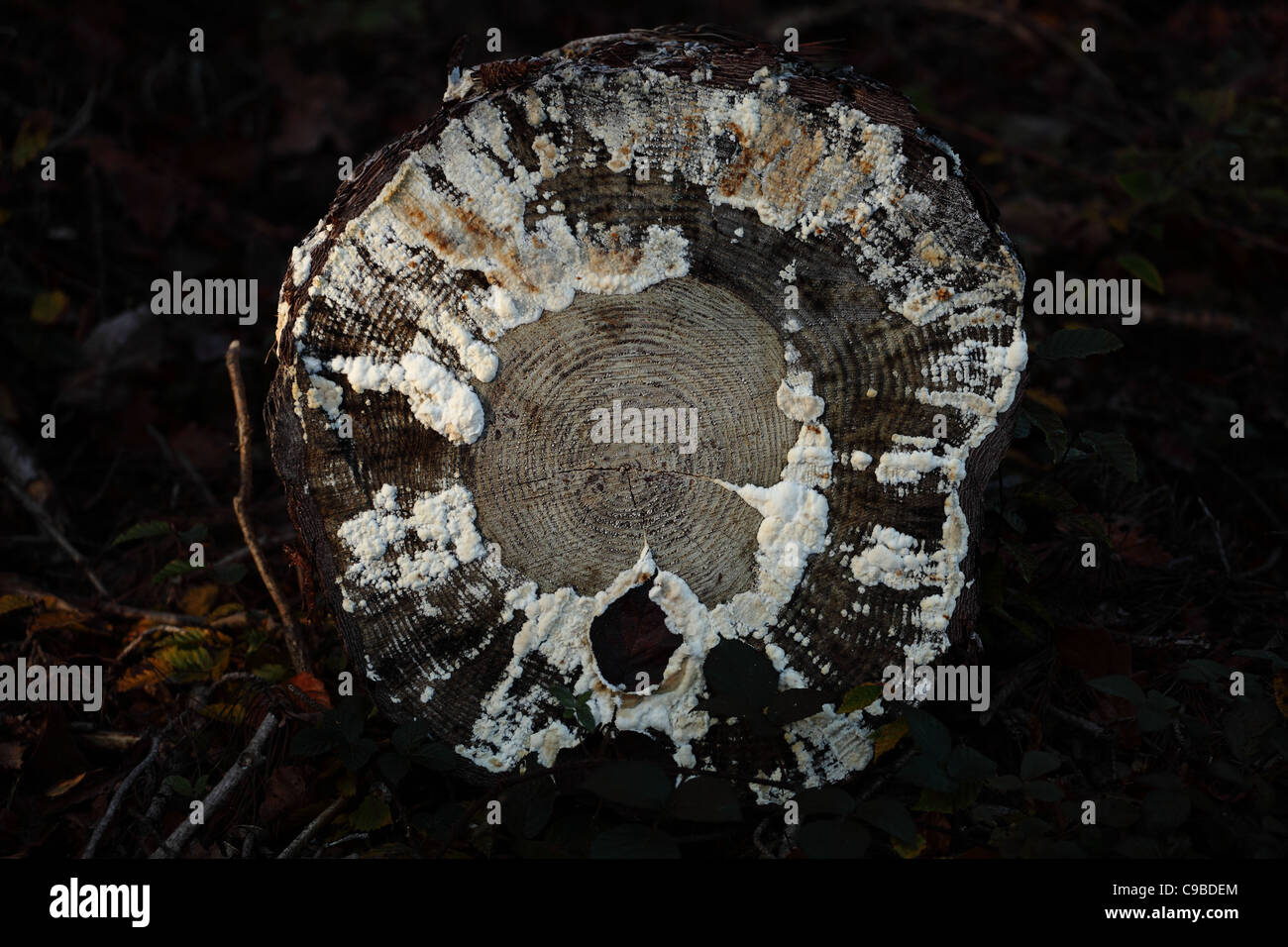 Blean forest hi-res stock photography and images - Alamy