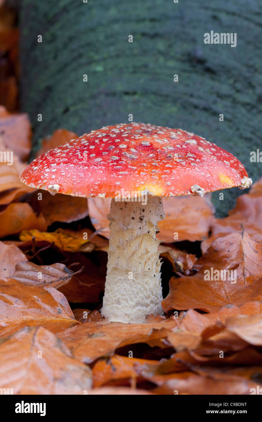 Red toadstool forest hi-res stock photography and images - Alamy