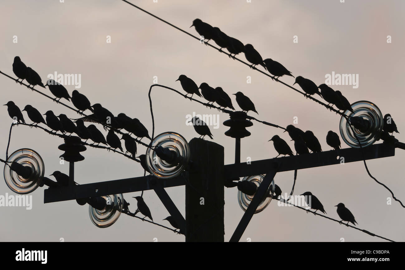 Pre=roost gathering of starlings on power lines at Meare, near ...