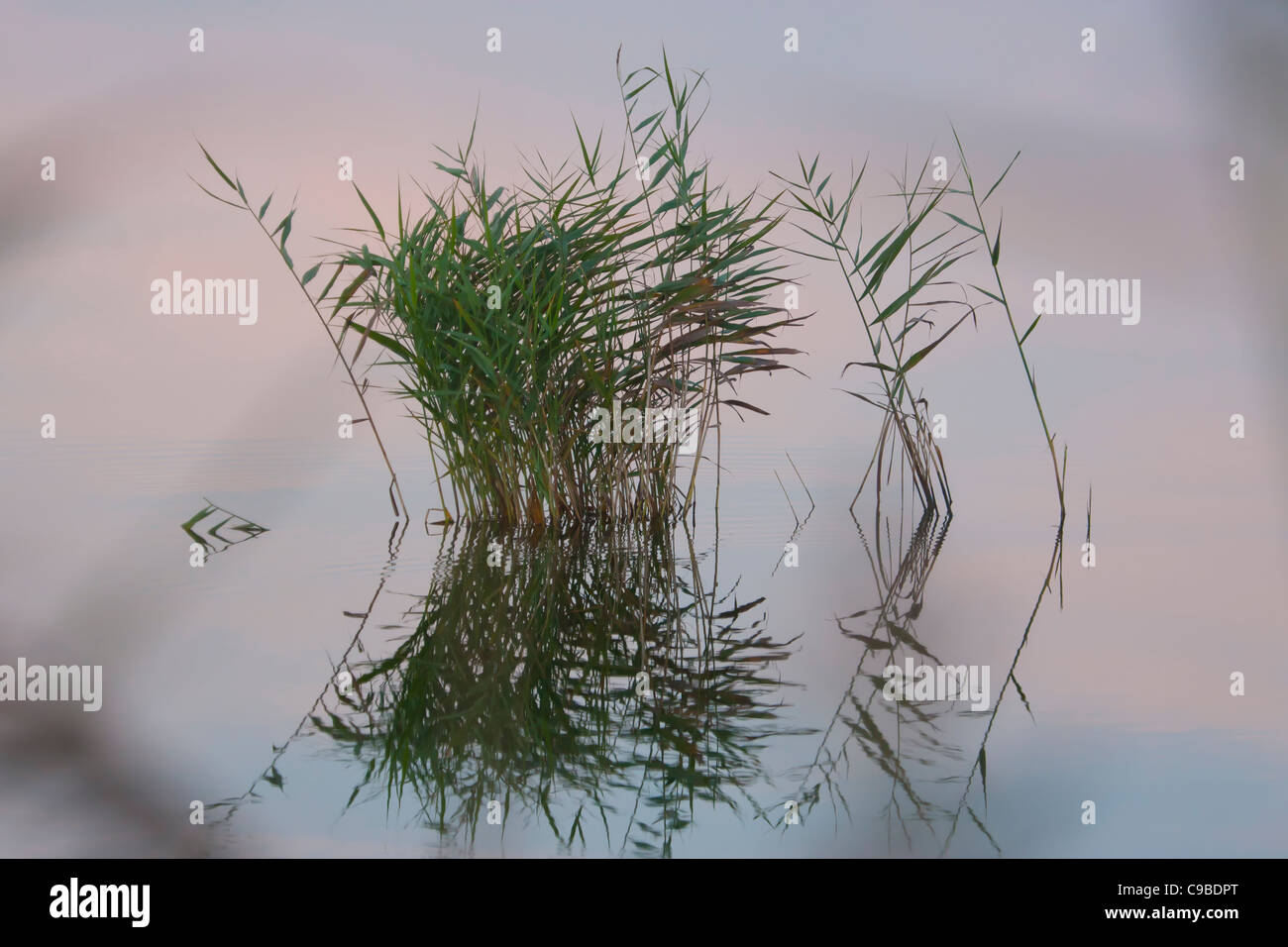 Clump Of Reeds High Resolution Stock Photography and Images - Alamy