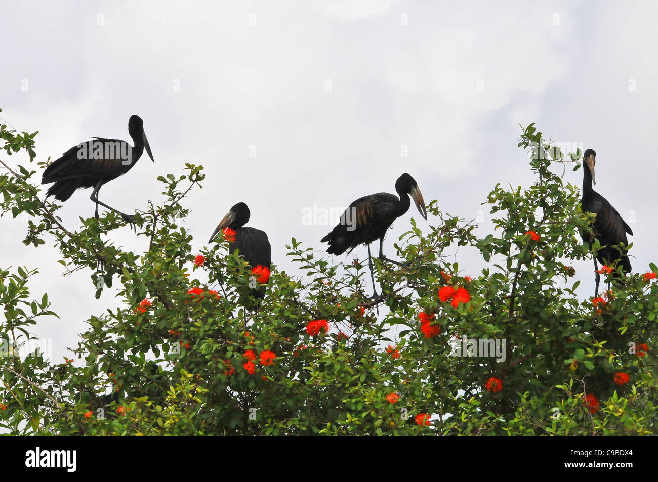 Colony of storks hi-res stock photography and images - Alamy