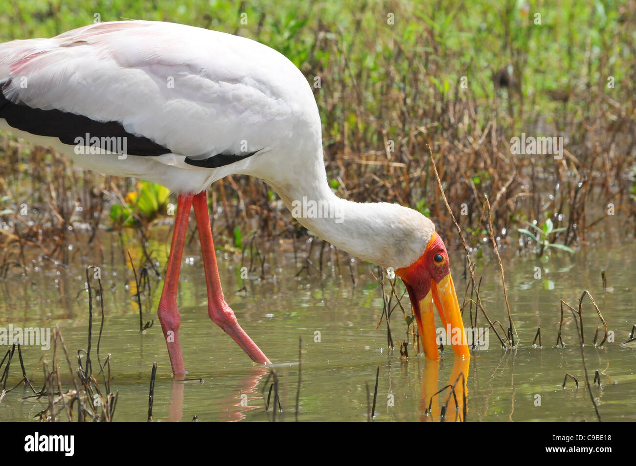 Yellow Billed Stork Stock Photo - Alamy