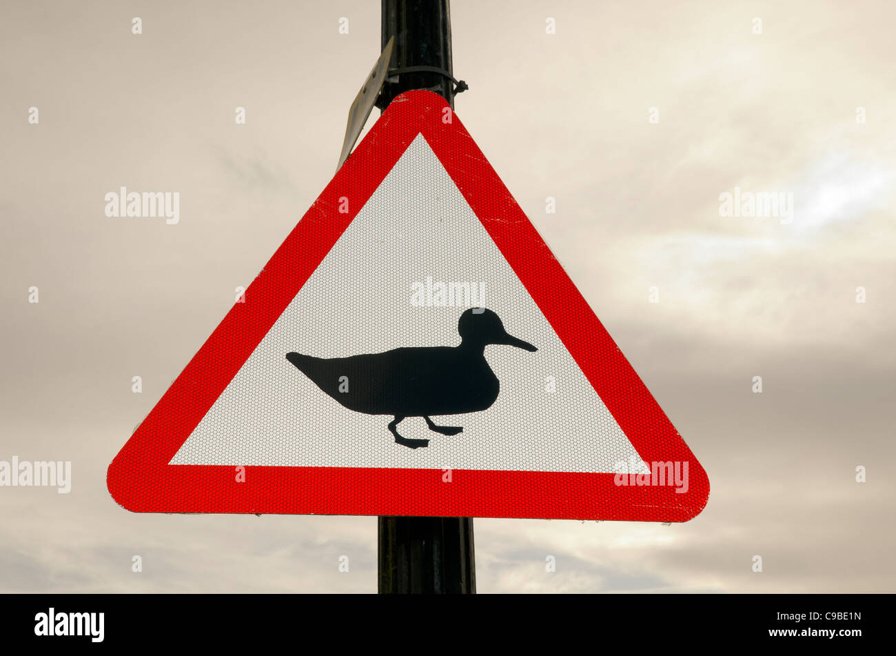 Ducks red triangular traffic hazard warning sign Stock Photo - Alamy