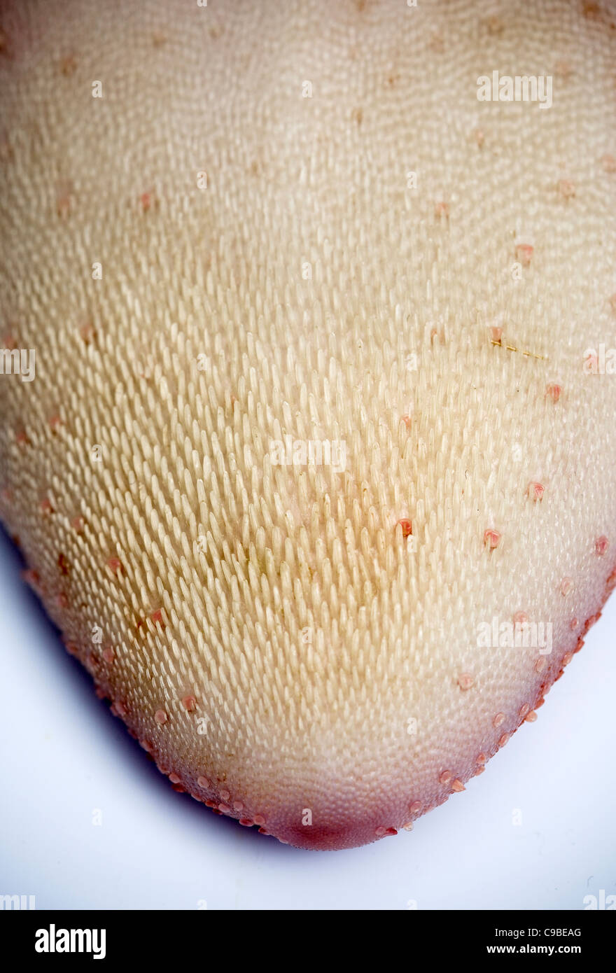 Close up of Raw Oxe Tongue Meat - An example of the strange or weird ...