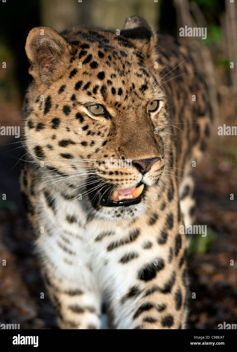 Feet towards camera hi-res stock photography and images - Alamy