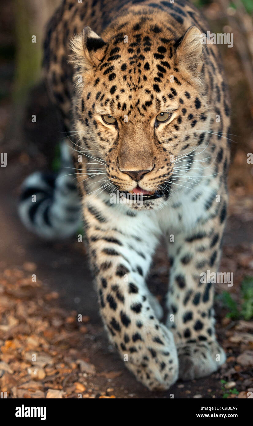 Amur leopard walking camera hi-res stock photography and images - Alamy