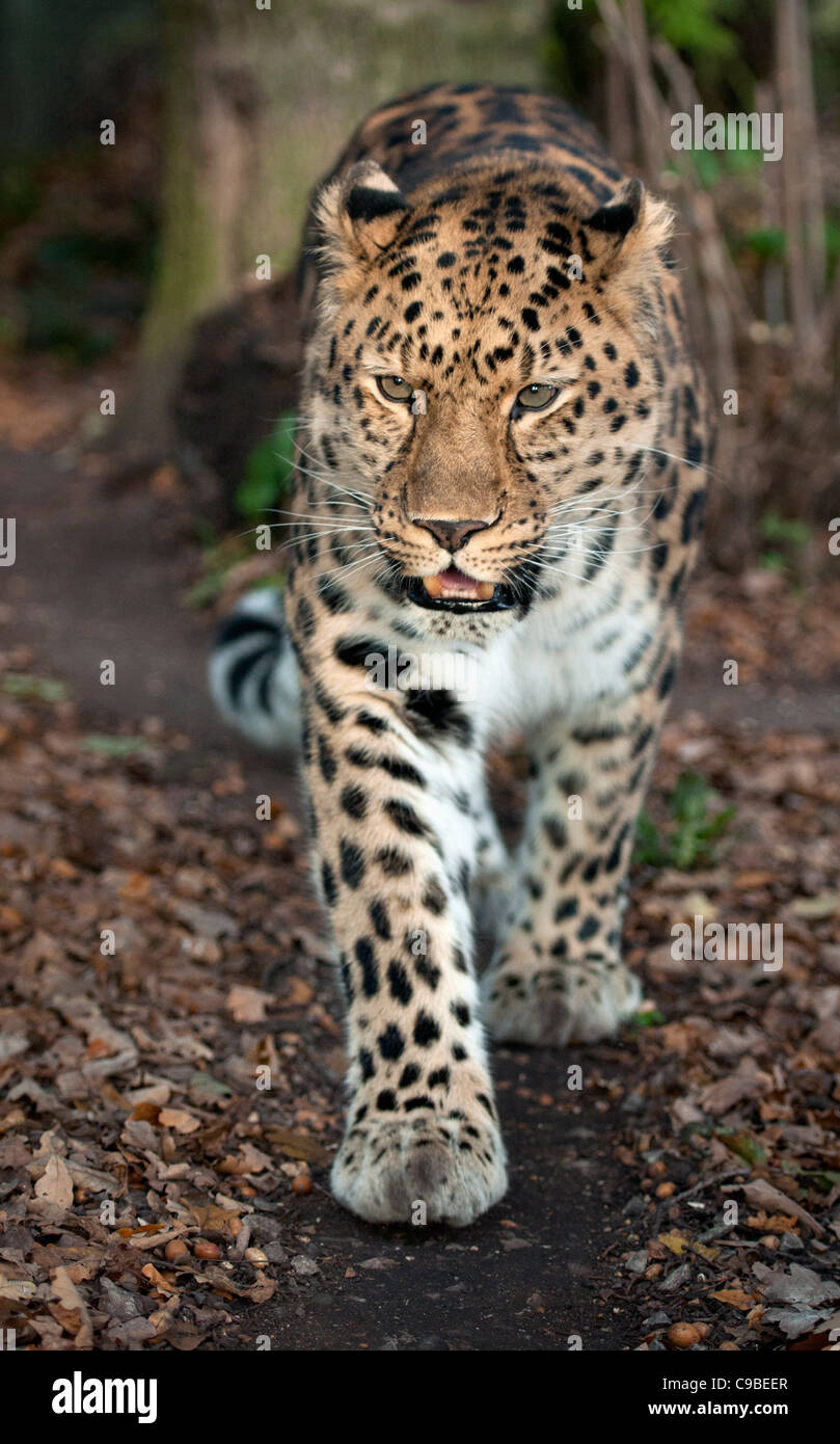 Male Amur leopard walking towards camera Stock Photo - Alamy