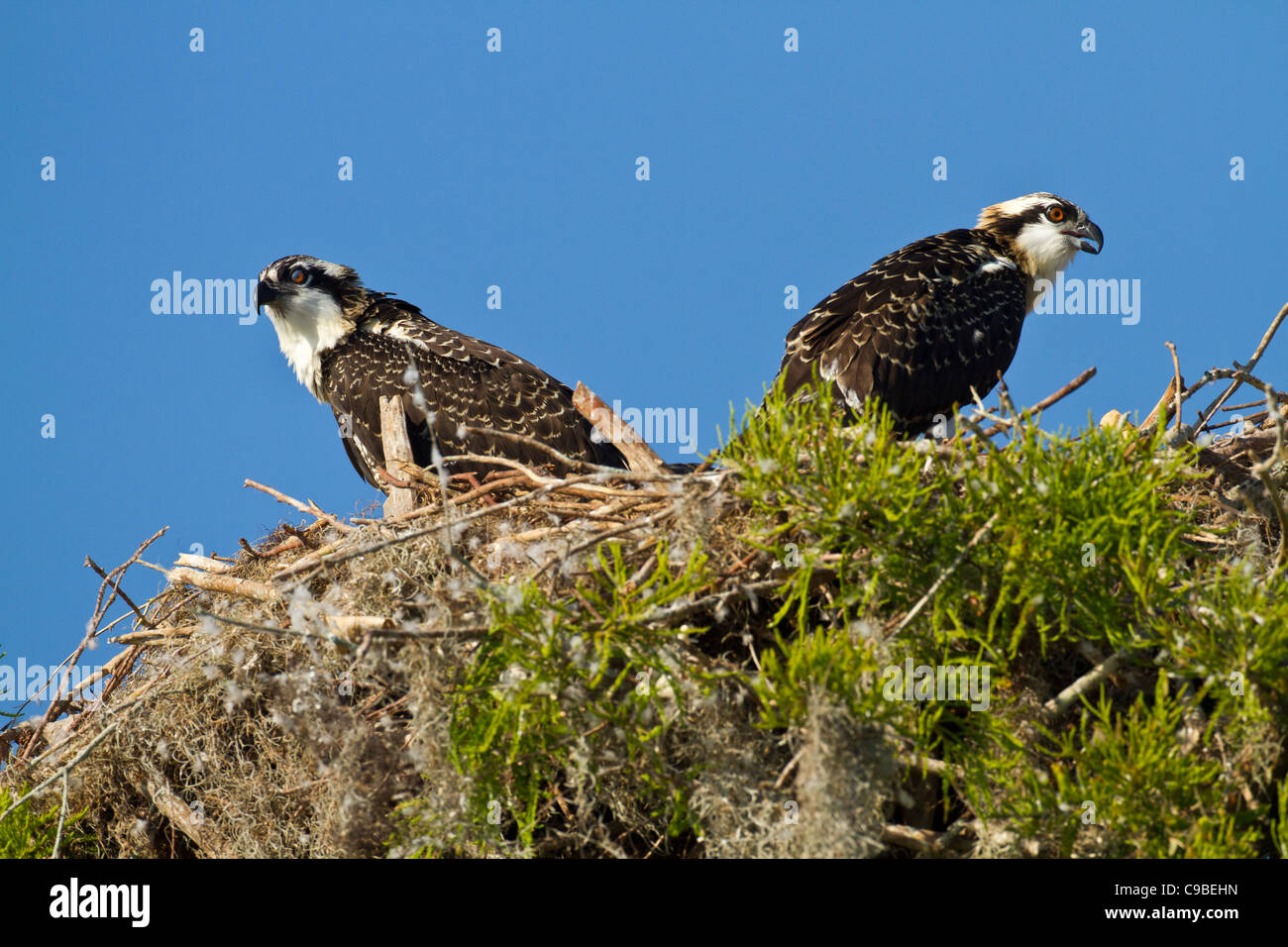 Ospreys on nest hi-res stock photography and images - Alamy