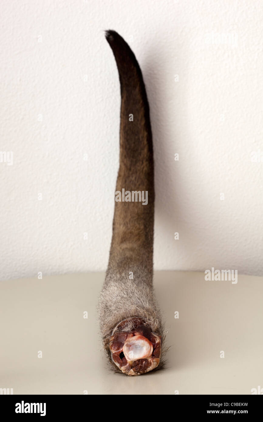 Kangaroo eating in wild hi-res stock photography and images - Alamy