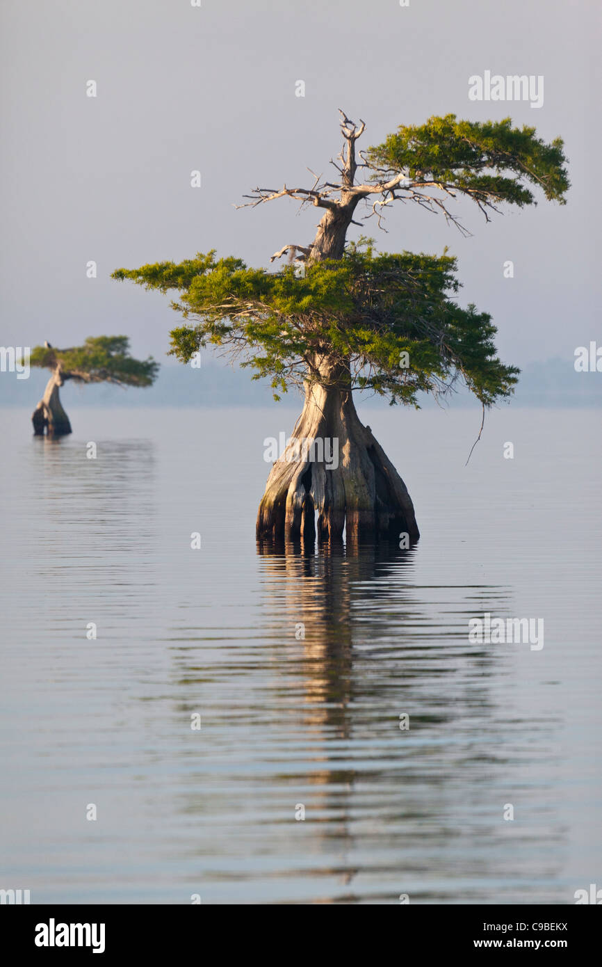 Cypress Tree Swamp Tattoo