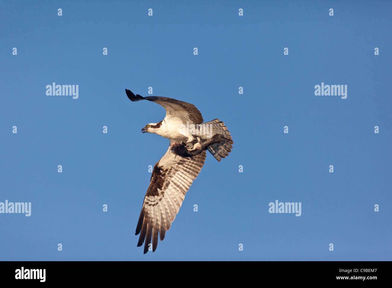 A flying Osprey clutching a large catfish it just caught Stock Photo ...