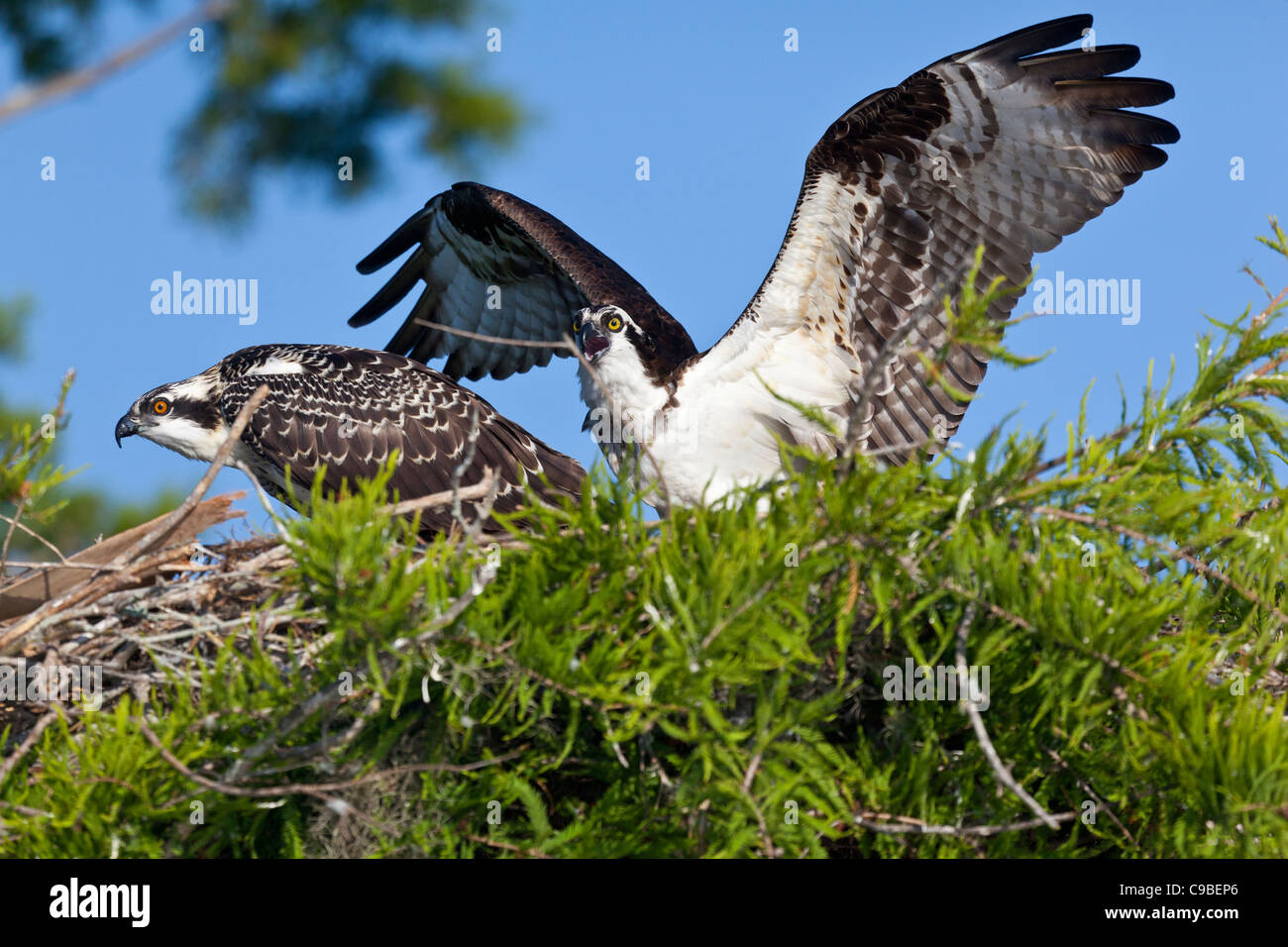 Birds nest and cypress hi-res stock photography and images - Alamy