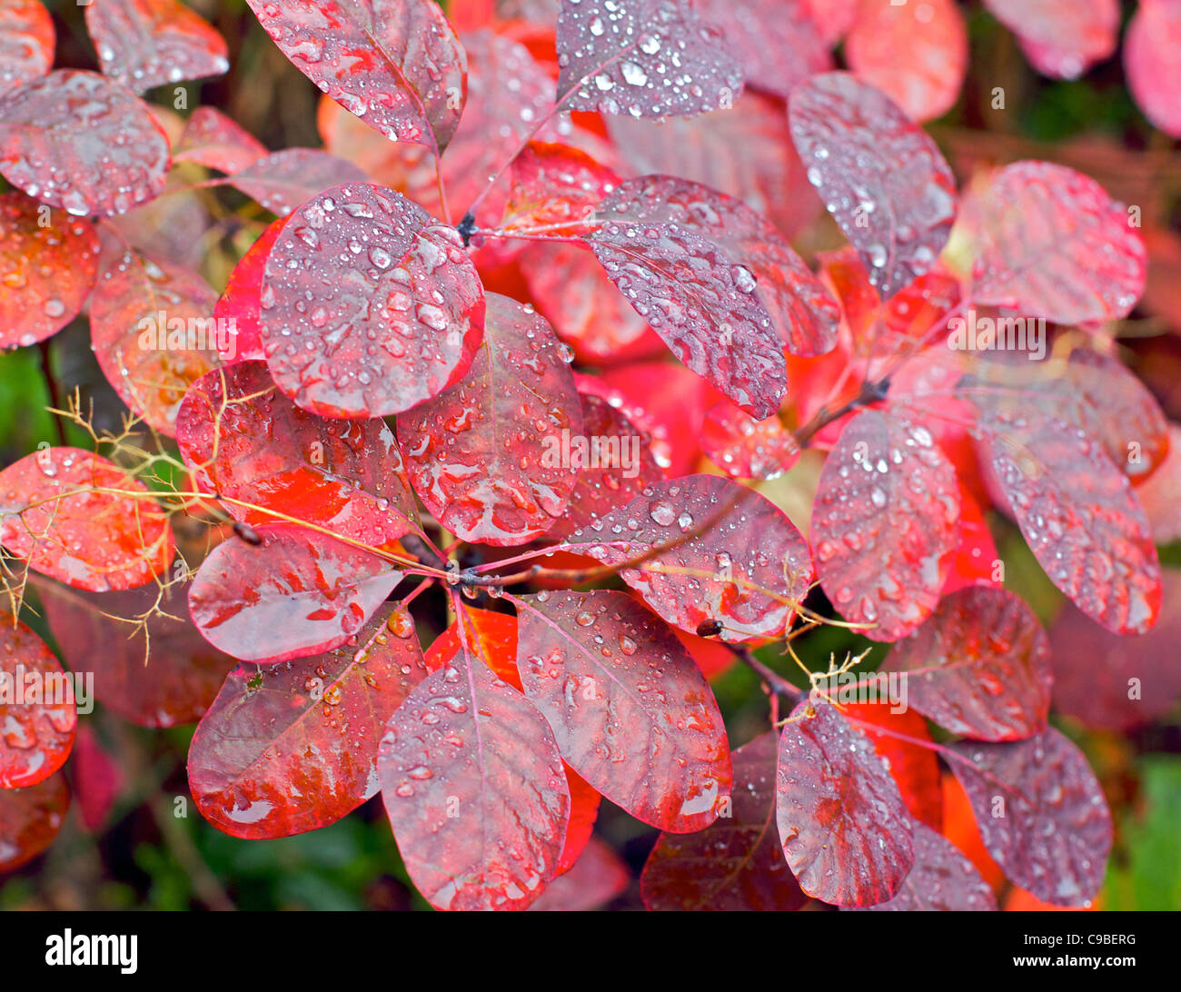 Cotinus hi-res stock photography and images - Alamy