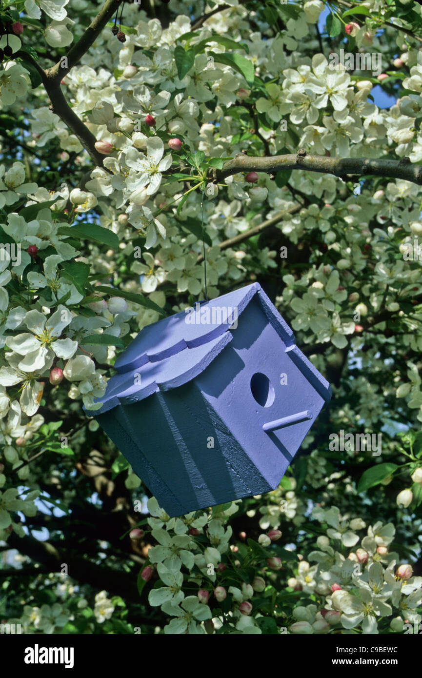 Close up light blue birdhouse in a white flowering tree cherry tree ...