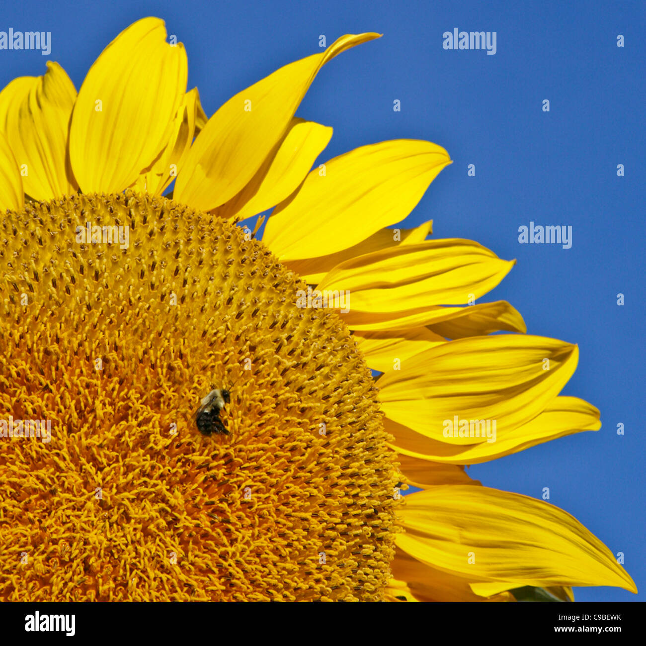 close up abstract of a honey bee flying onto a sunflower, bumblebee in ...