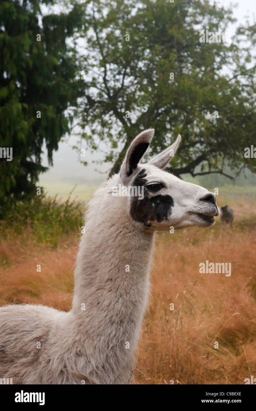 Llamas provide protection from predators such as coyotes and wolves to ...