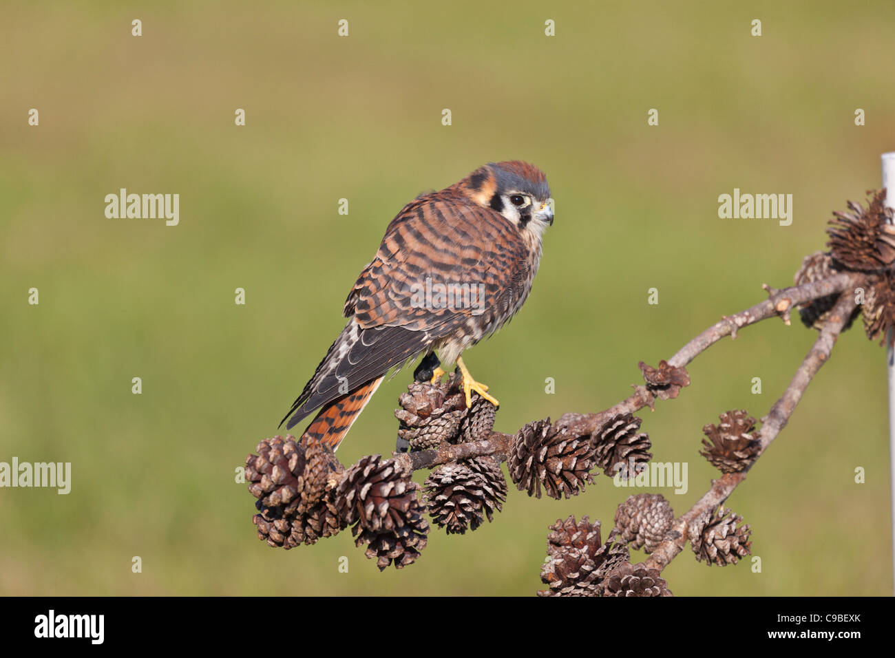 Kestrel falcon roosting on a pine branch in Florida Stock Photo - Alamy