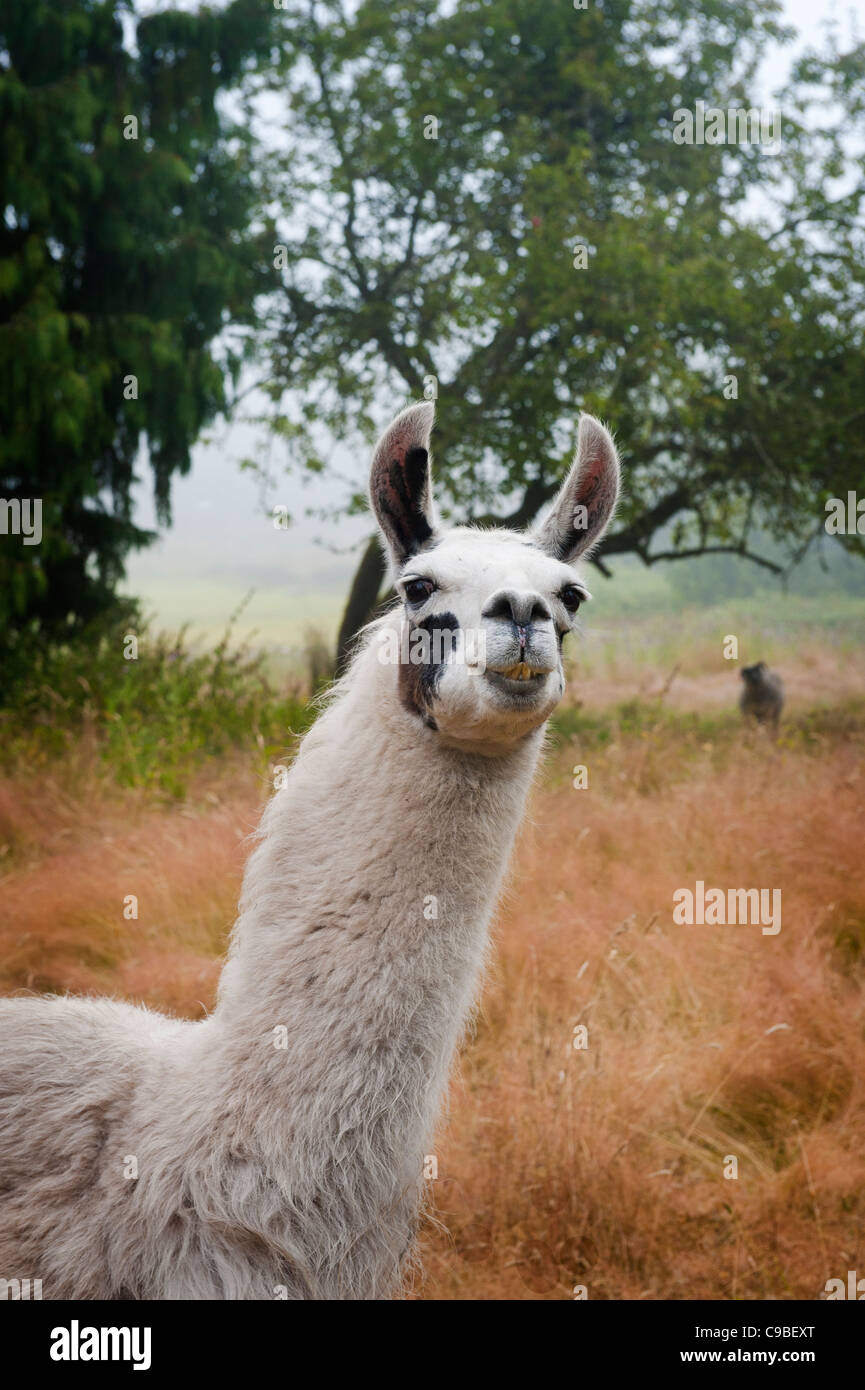 Llamas provide protection from predators such as coyotes and wolves to ...