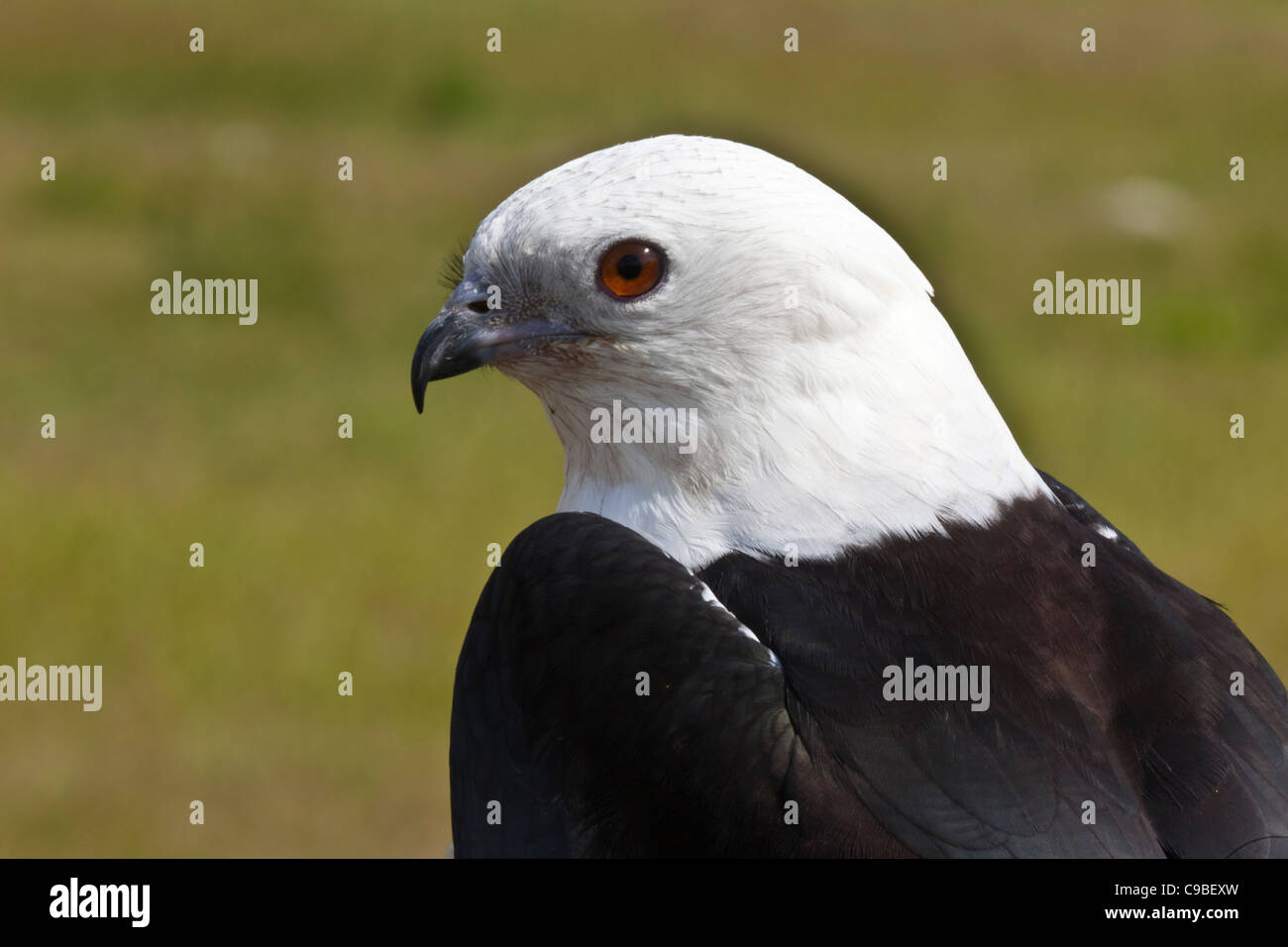Swallow tailed hawk hi-res stock photography and images - Alamy