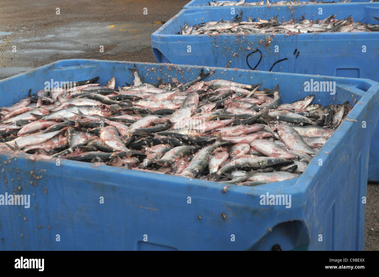 Fishing containers hi-res stock photography and images - Alamy