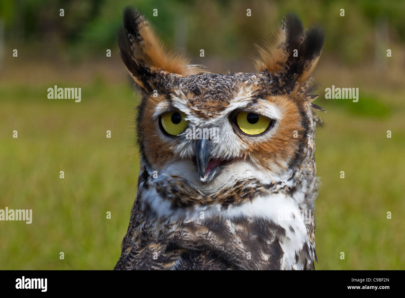 Florida great horned owl hi-res stock photography and images - Alamy