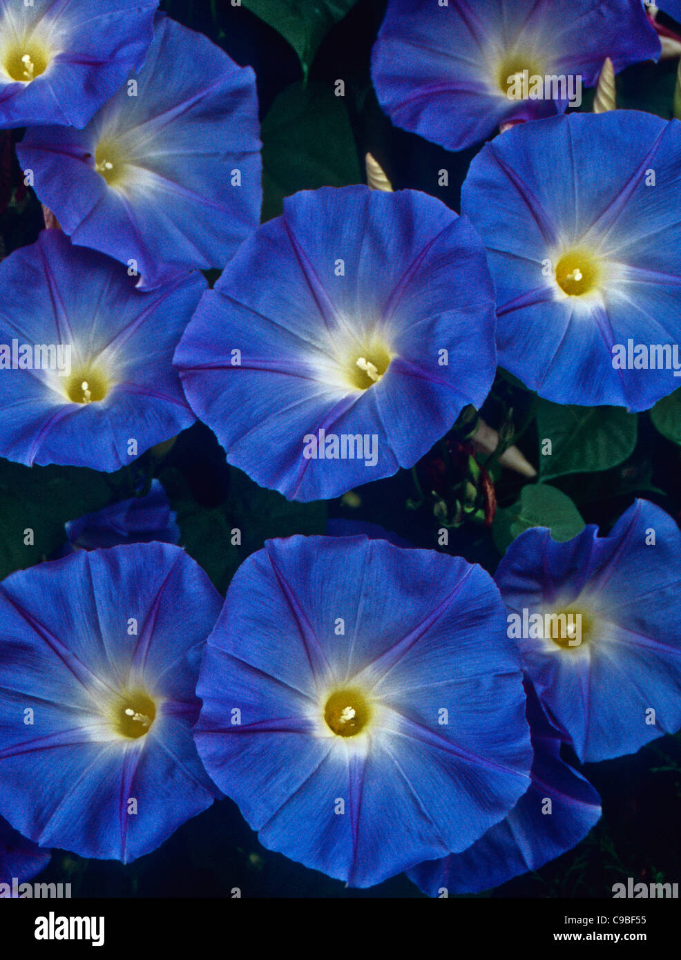 Twining vine ‘heavenly blue’ hi-res stock photography and images - Alamy