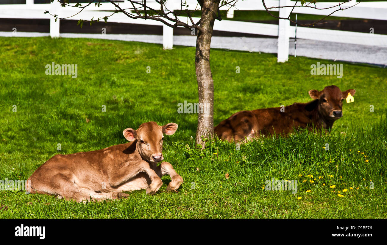 Jersey calves hi-res stock photography and images - Alamy