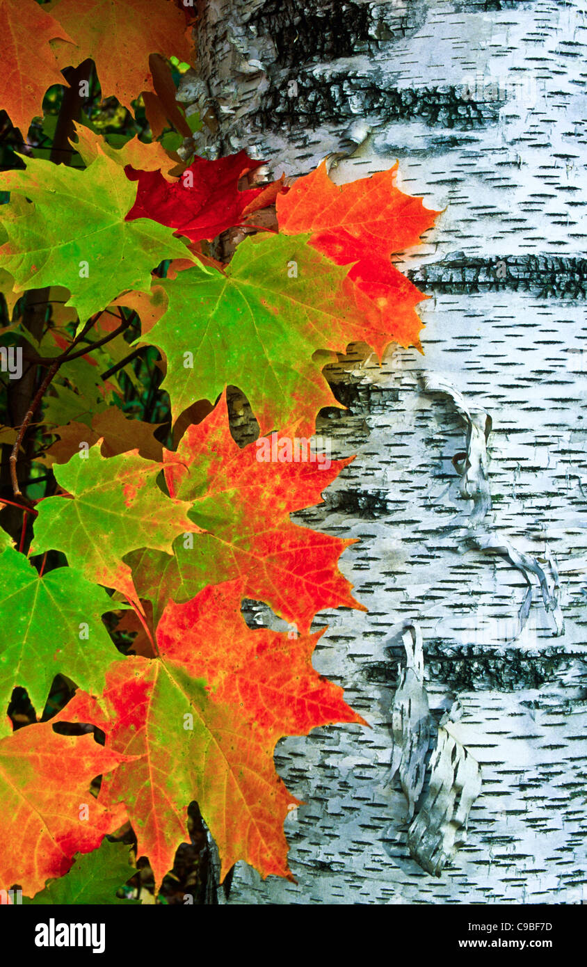 Colorful autumn trees pt, White Birch tree bark in New Hampshire, USA ...