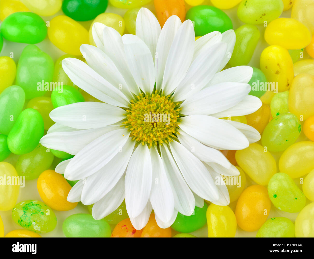 white daisy and colorful candies , close up for background Stock Photo ...