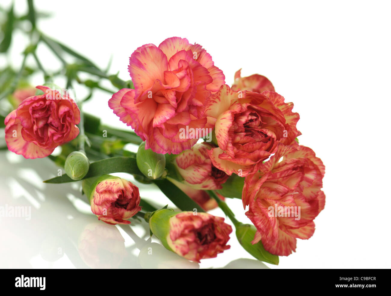 pink and red carnation flowers , close up Stock Photo - Alamy