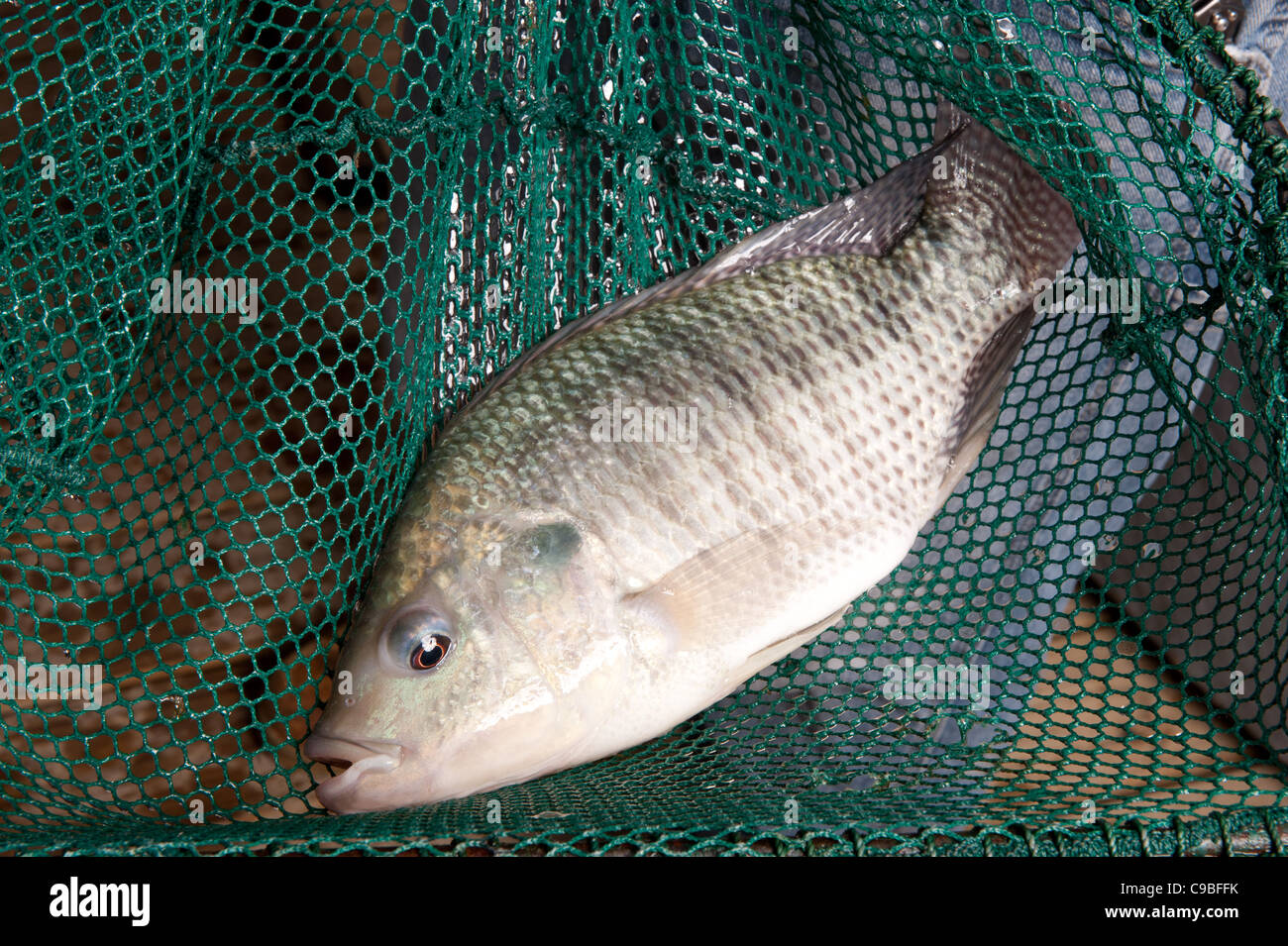 Study fish hi-res stock photography and images - Alamy