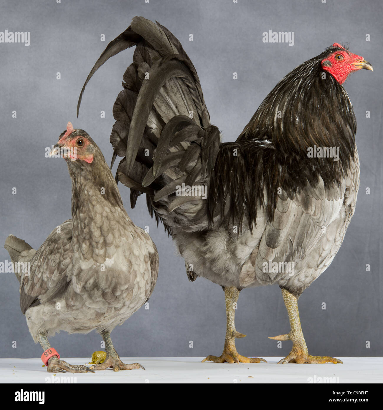 Male And Female Blue Hen Stock Photo Alamy
