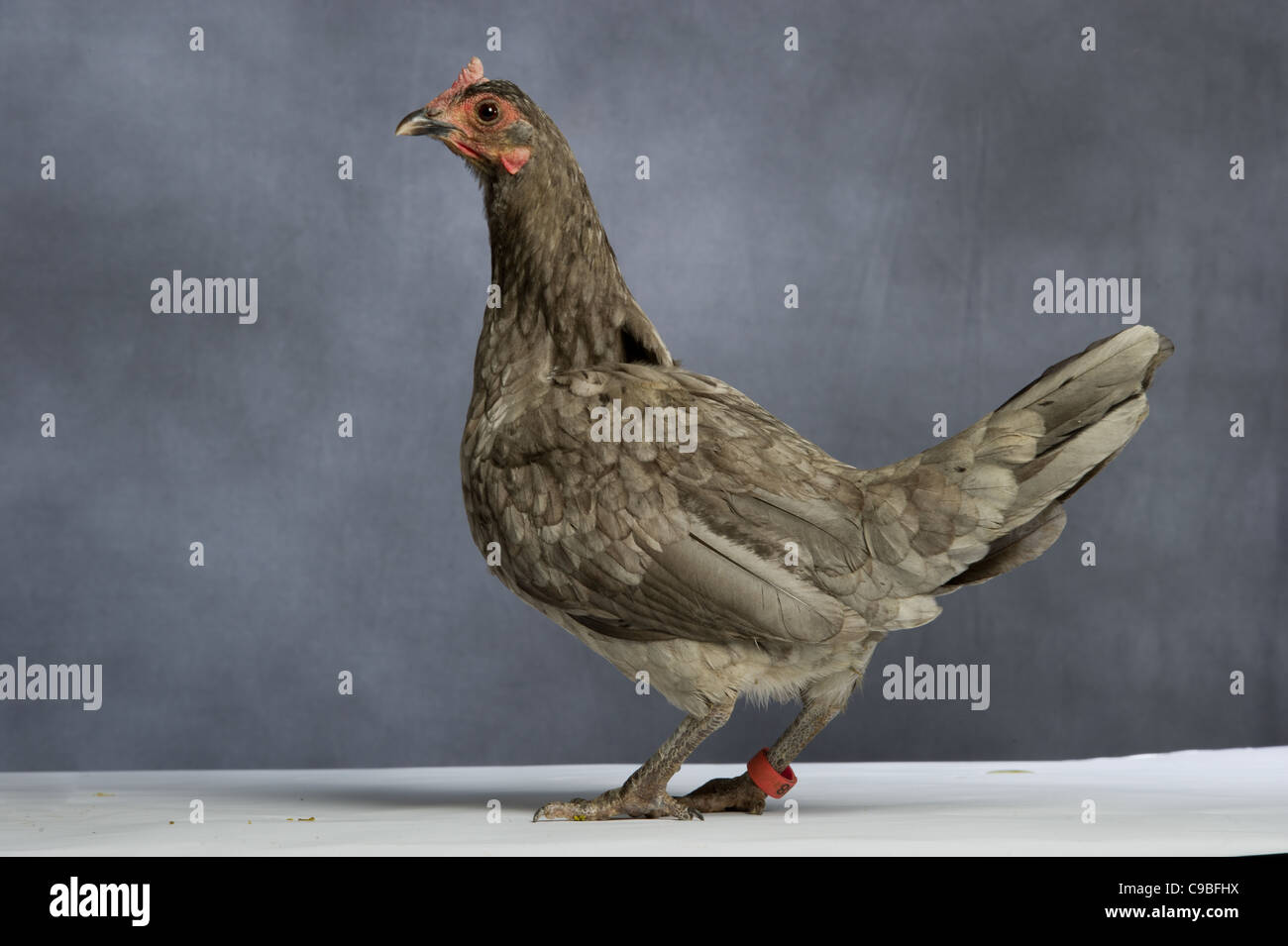 Female Blue Hen Stock Photo - Alamy