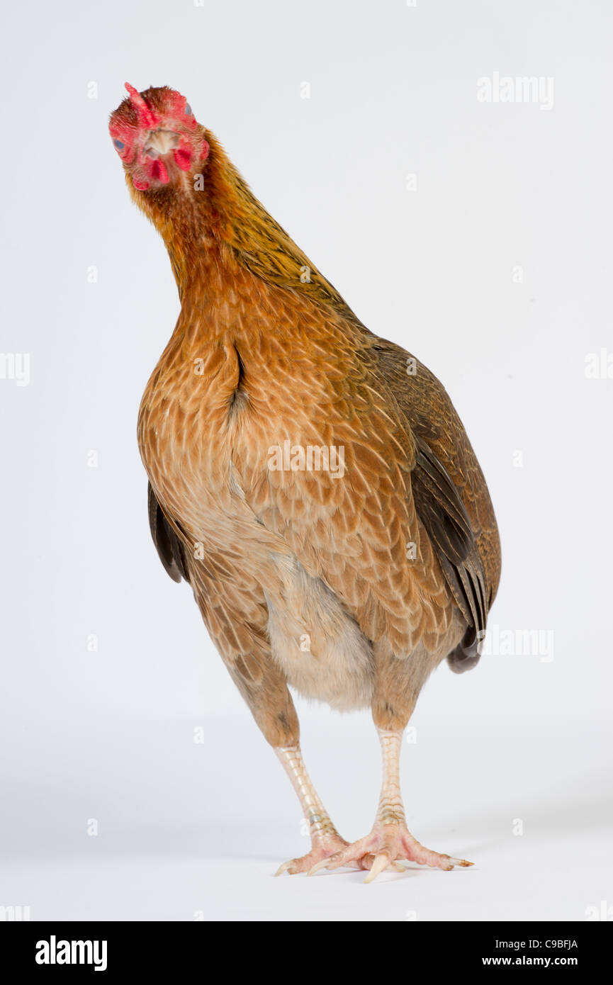 Old English Game Bantam Female Stock Photo - Alamy