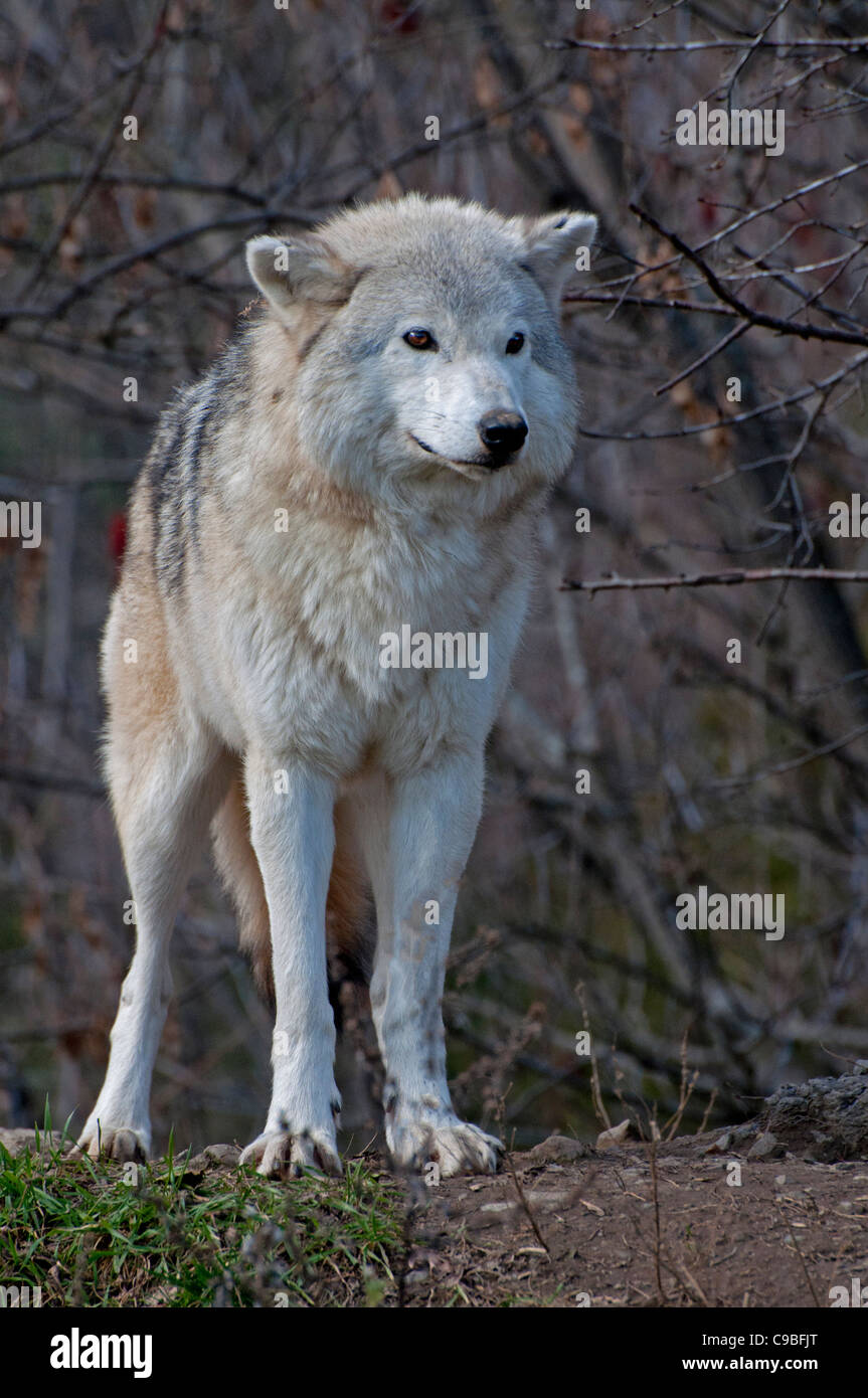 A single Timber Wolf in autumn Stock Photo - Alamy